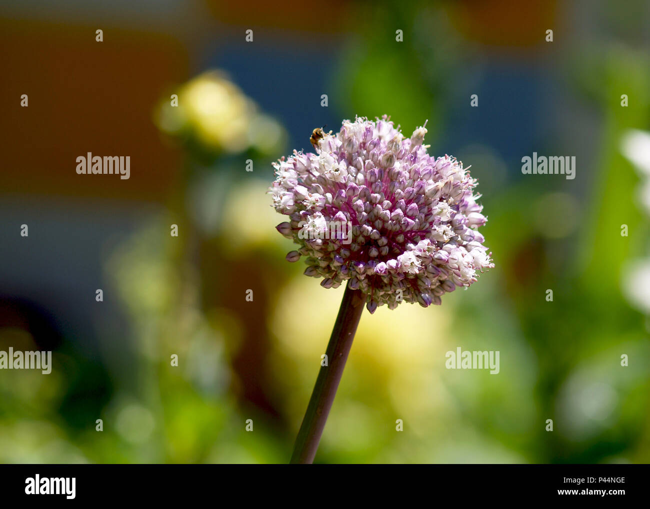 purple leek blossom in the garden Stock Photo - Alamy