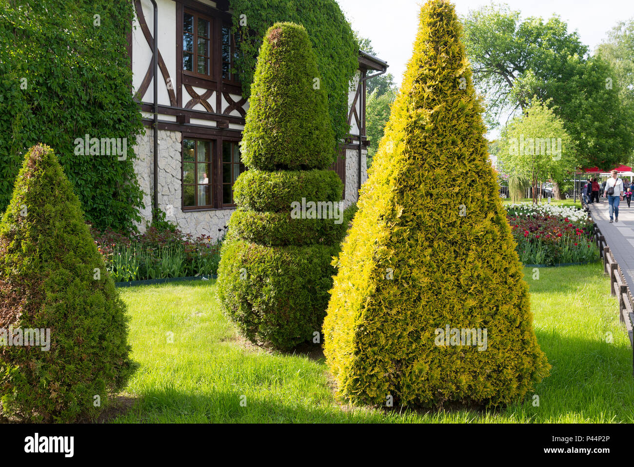 Juicy meadow of the Russian garden is decorated with a triangular Bush ...