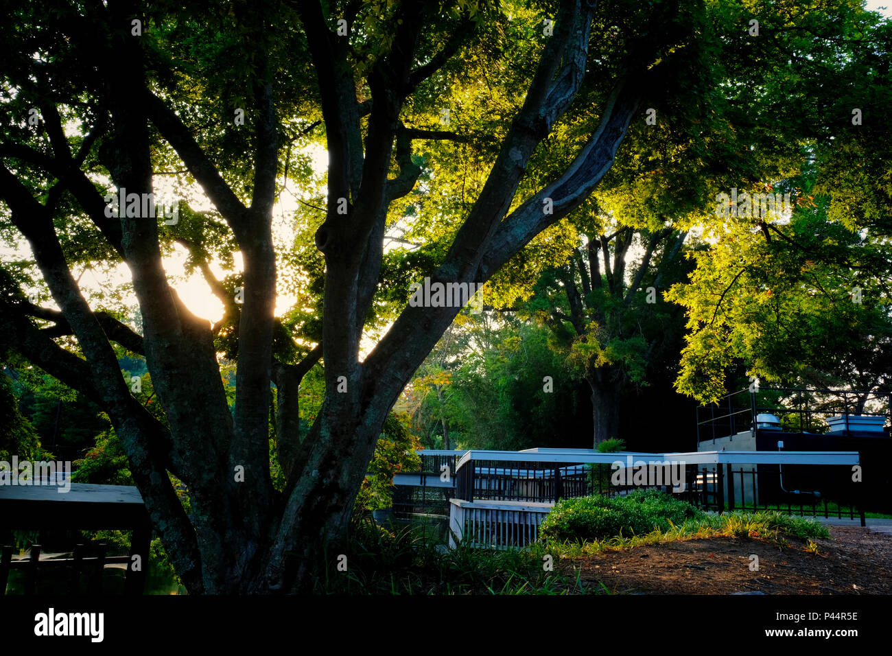 View from under a Japanese Maple tree as the eary morning sun ...