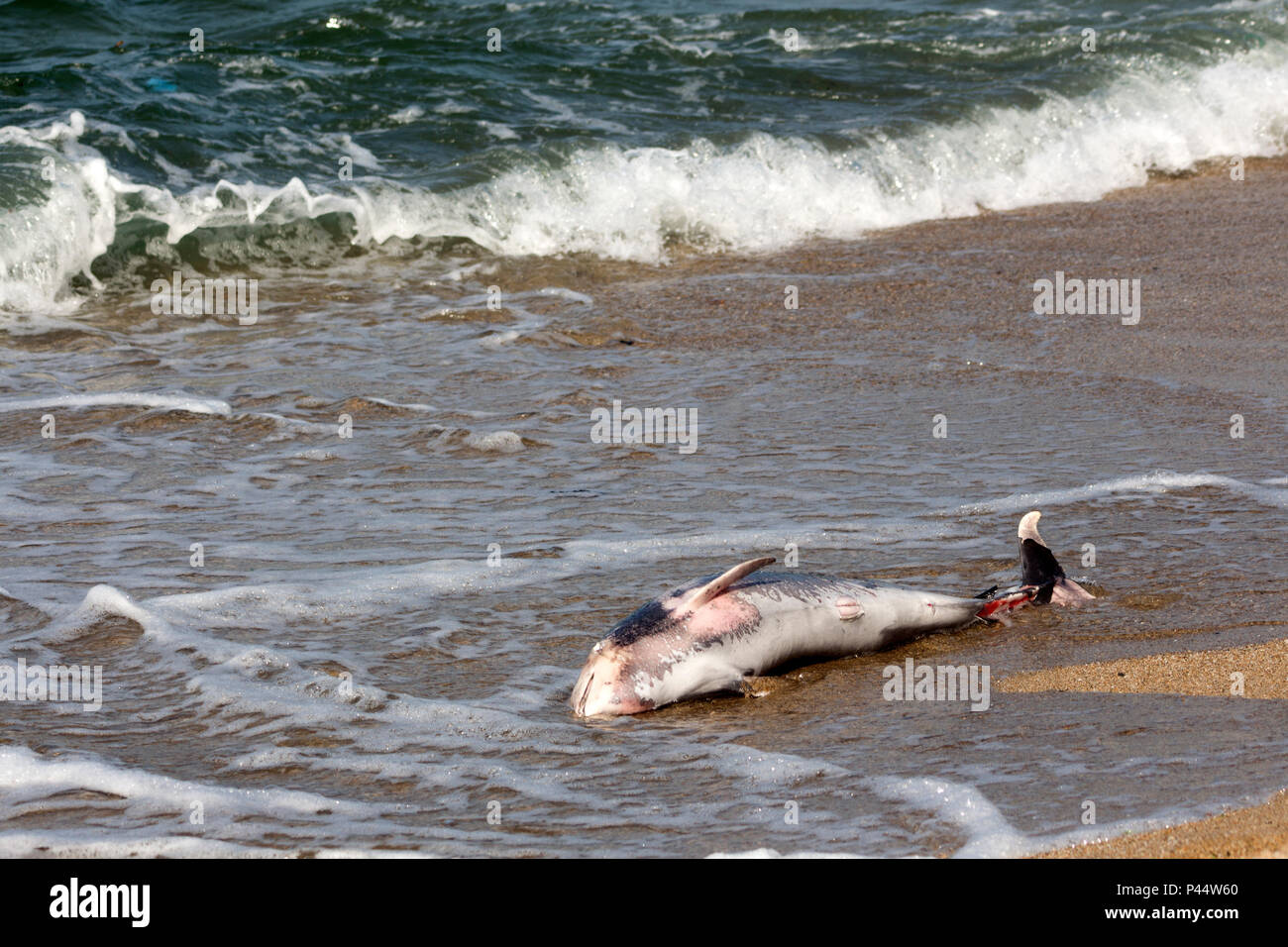 Dead dolphin thrown out of the sea waves Stock Photo - Alamy