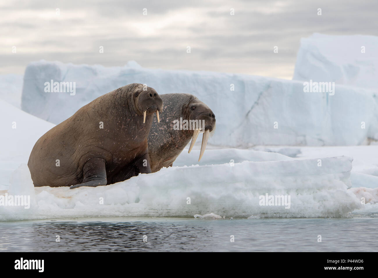 Norway, Svalbard, Nordaustlandet, Austfonna. Walrus (Odobenus rosmarus ...