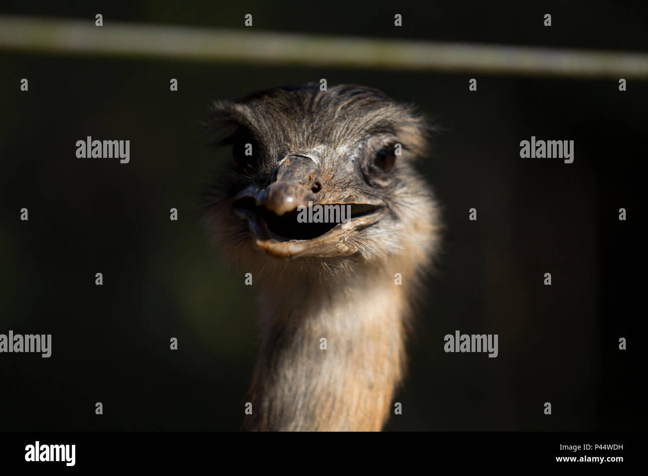 Rhea sp hi-res stock photography and images - Alamy