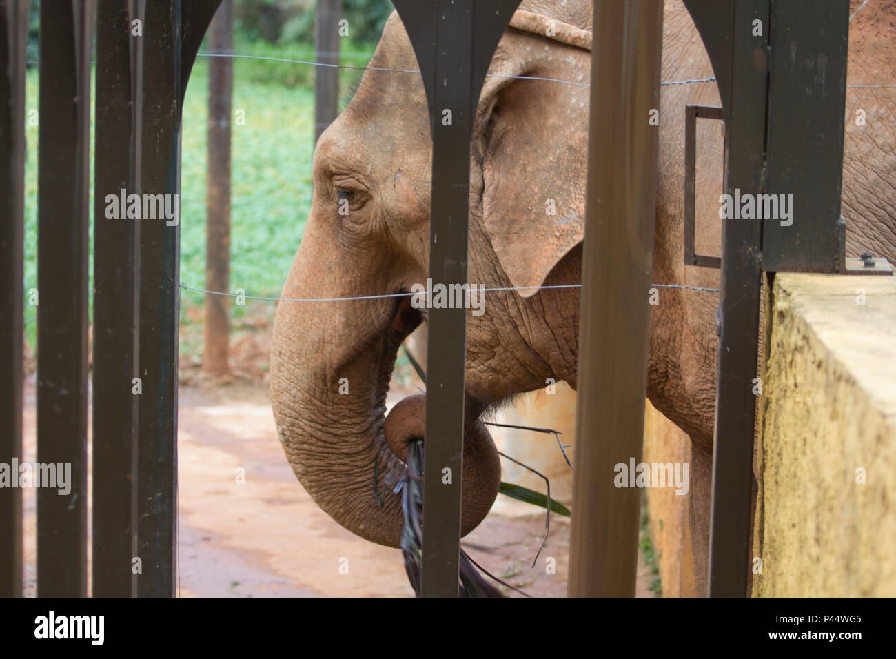 elefante-asiÃ¡tico (Elephas maximus na FundaÃ§Ã£o Parque Zoologico de ...