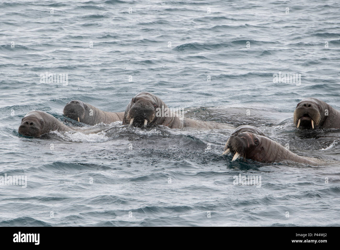 Odobenus roamerus hi-res stock photography and images - Alamy