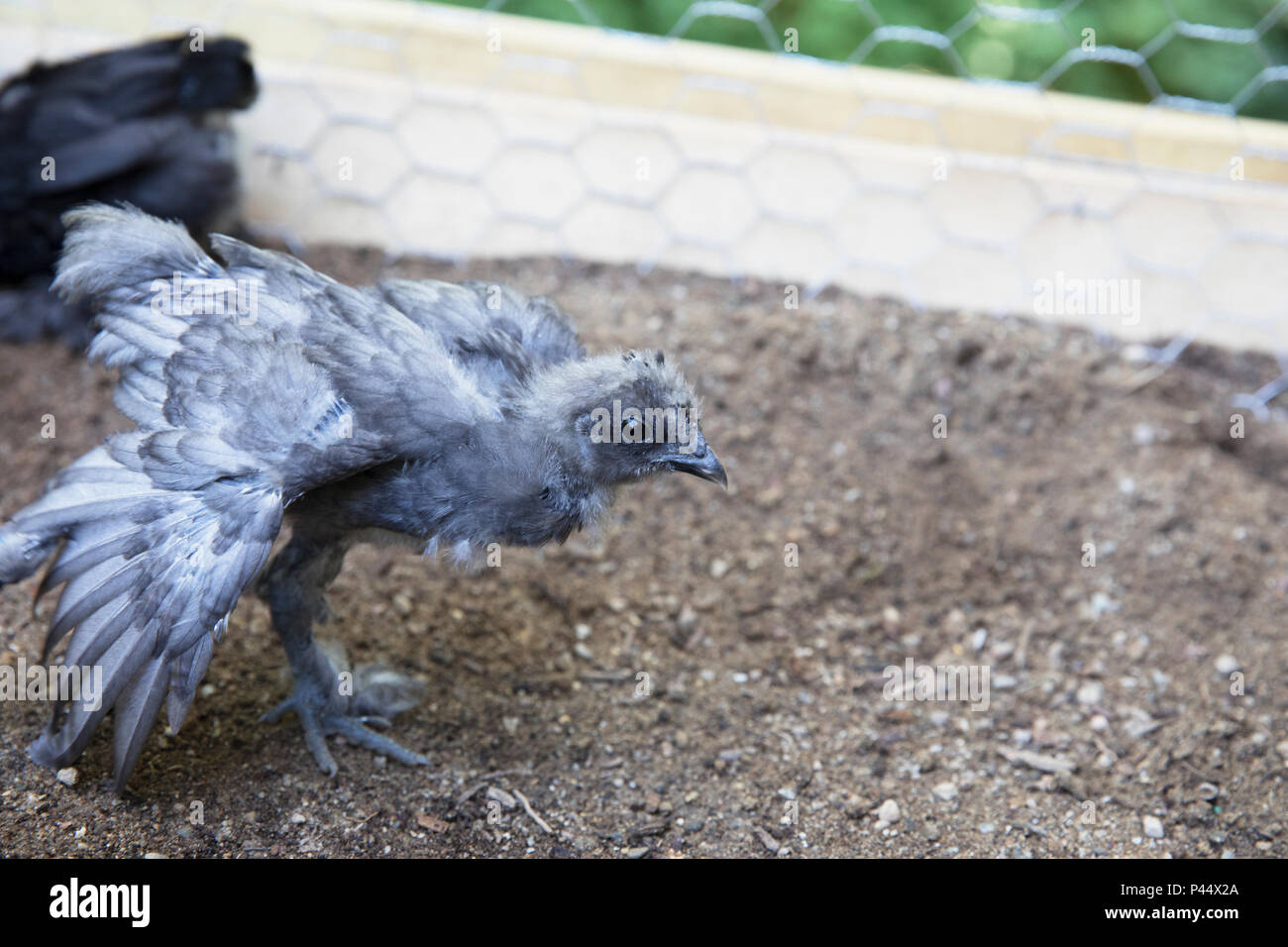 Young silkie chick stretching wings in pen Stock Photo - Alamy
