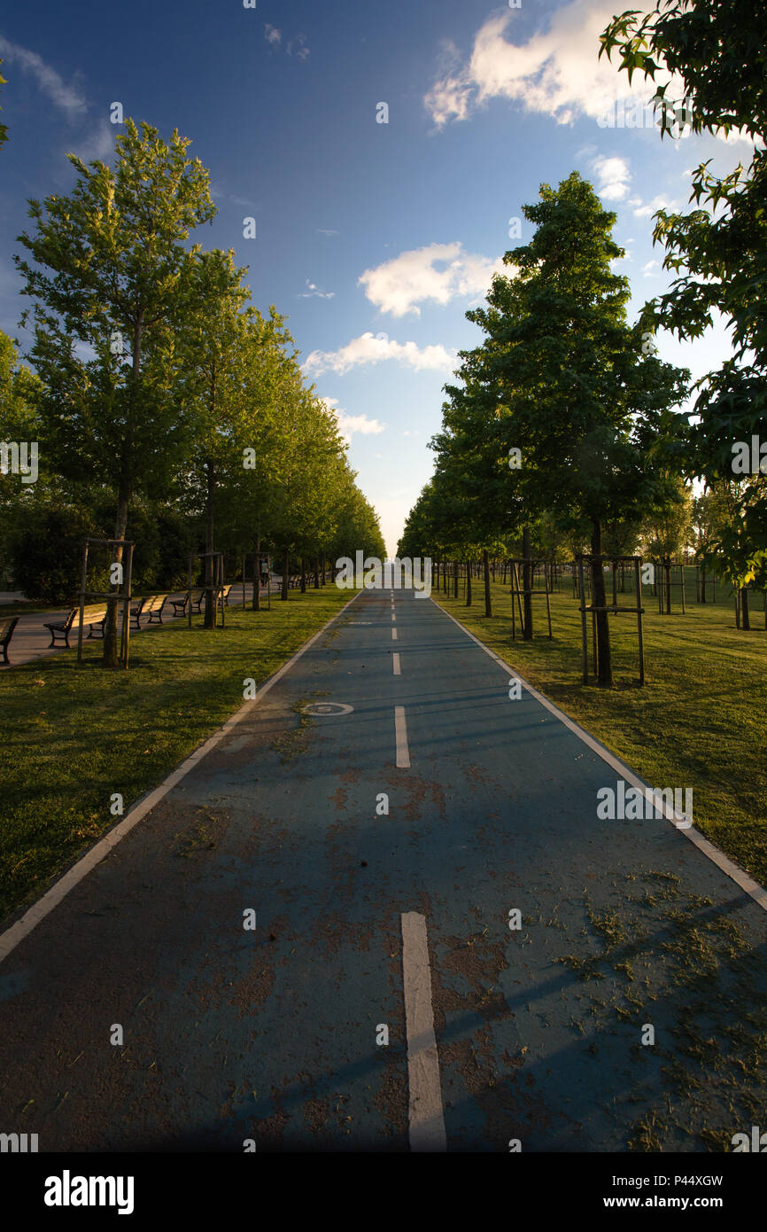 Trees and Road in the Park Stock Photo - Alamy