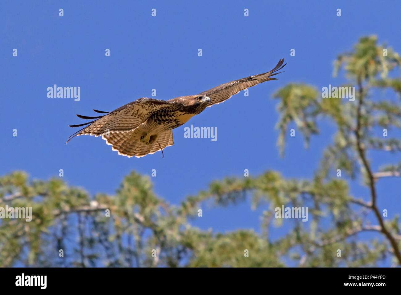Flying through tree hi-res stock photography and images - Alamy