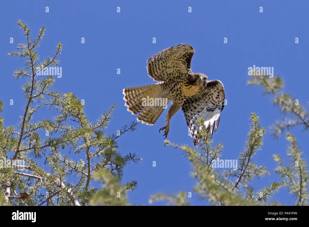 Flying through tree hi-res stock photography and images - Alamy