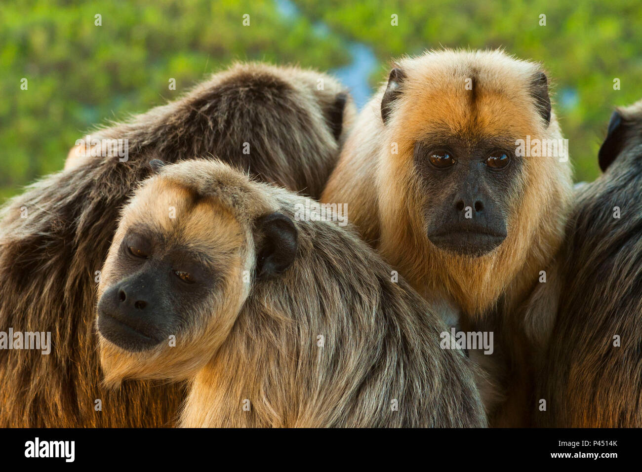 Howler monkey alouatta guariba hi-res stock photography and images - Alamy