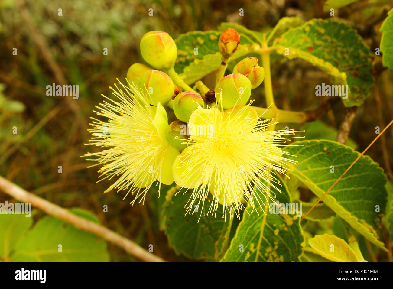 Pequi High Resolution Stock Photography and Images - Alamy