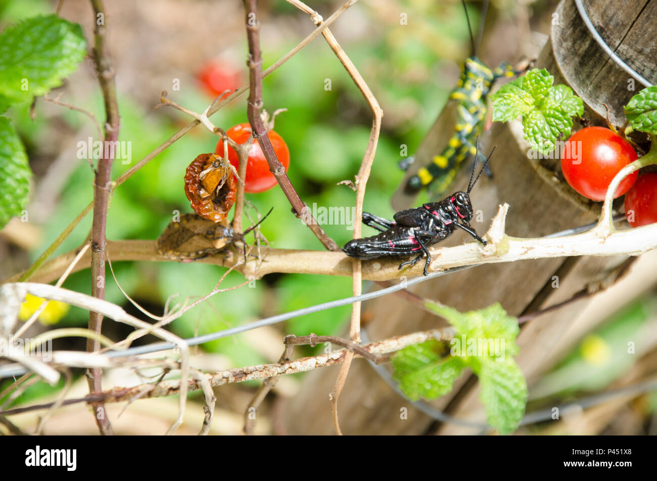 Grilo e percevejo em tomateiro. Itatiba/SP, Brasil - 31/12/2013. Foto ...