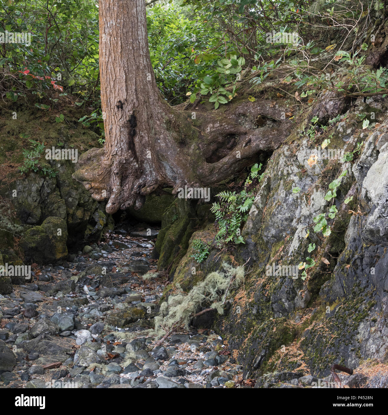 Trees and rocky ground in a forest, Schooner Cove Trail, Pacific Rim ...