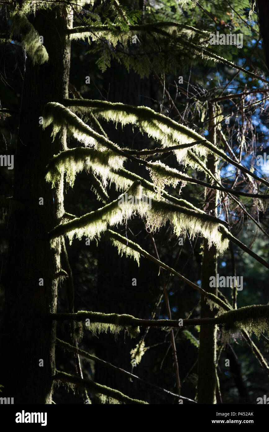 Moss hanging from tree branches in a forest, Cathedral Grove MacMillan ...