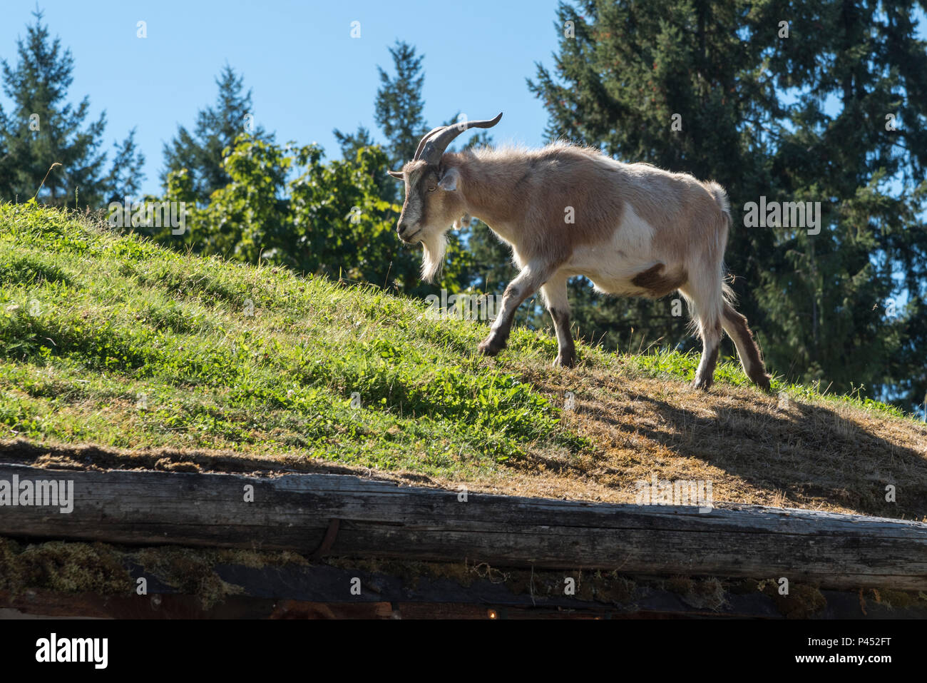 Goats On The Roof Stock Photos & Goats On The Roof Stock Images - Alamy