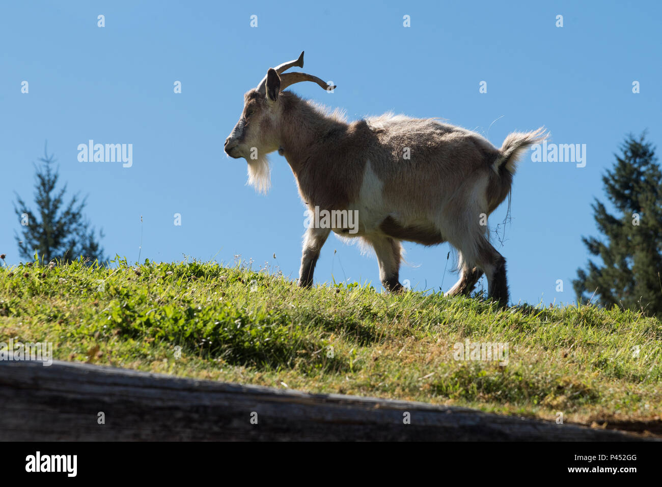 Goat on a grass roof, Old Country Market, Coombs, Vancouver Island ...