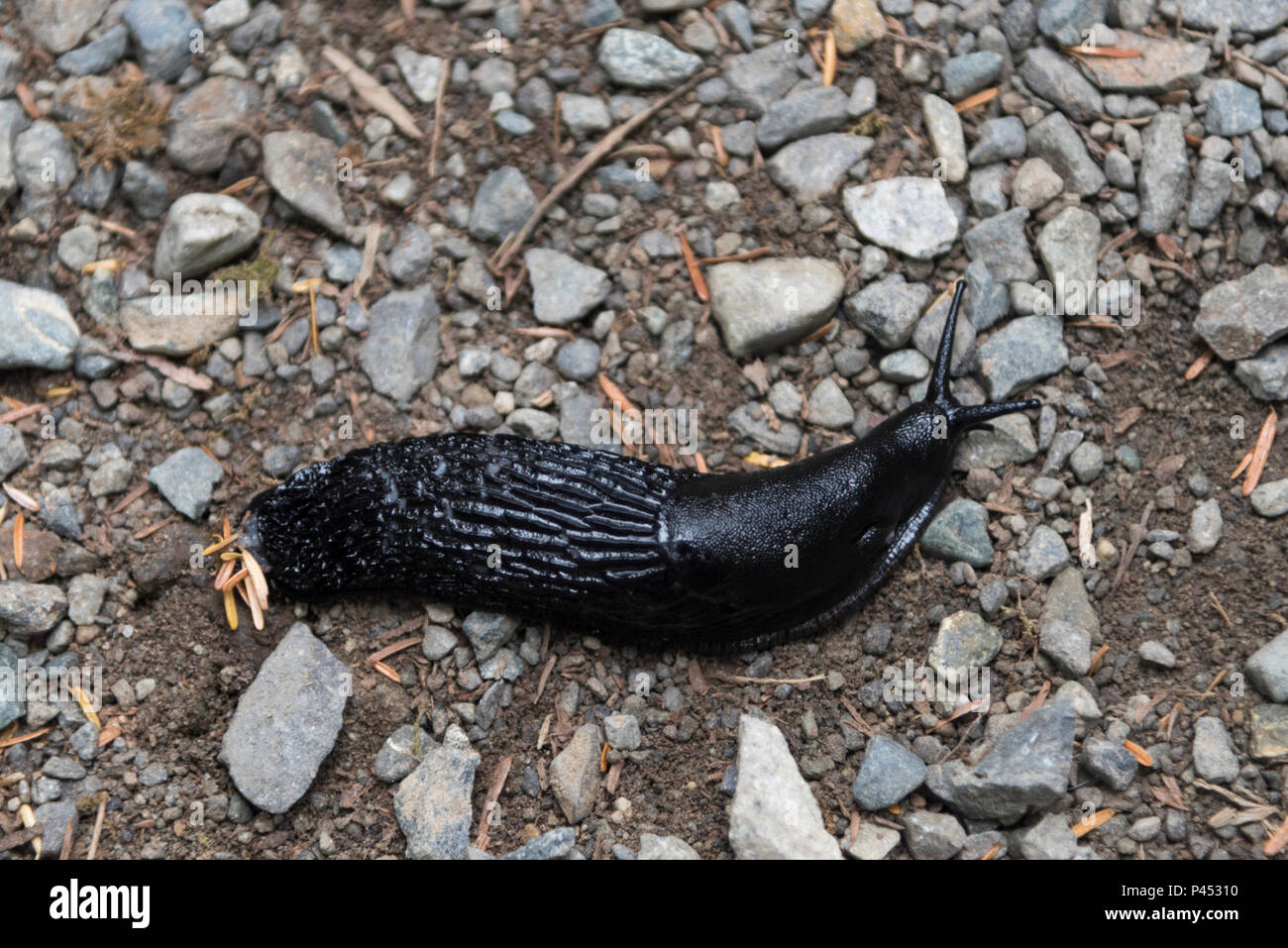 British sea slugs hi-res stock photography and images - Alamy