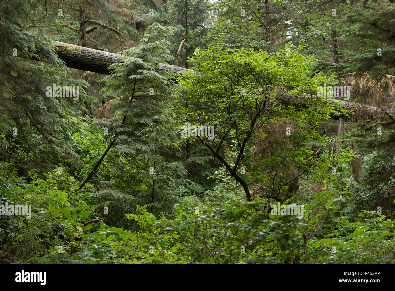 Trees in a forest along Schooner Cove Trail, Pacific Rim National Park ...