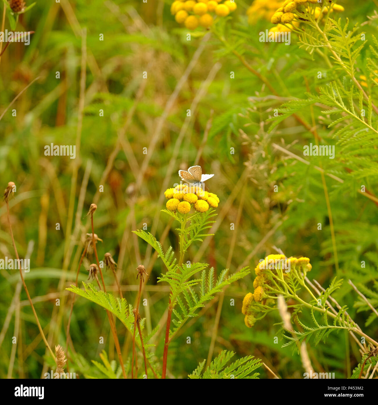 common blue butterfly Stock Photo - Alamy