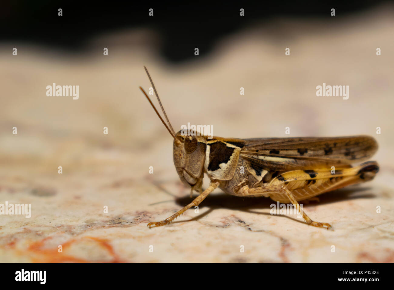 Locust plague historical hi-res stock photography and images - Alamy