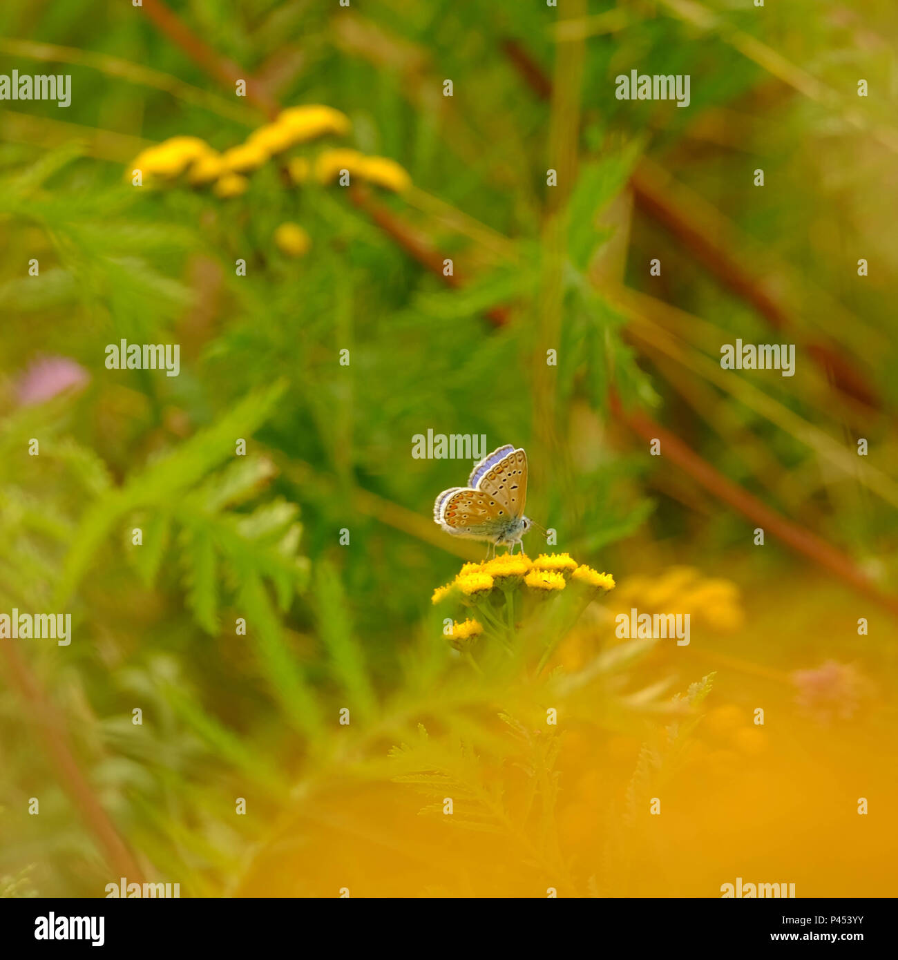 common blue butterfly Stock Photo - Alamy
