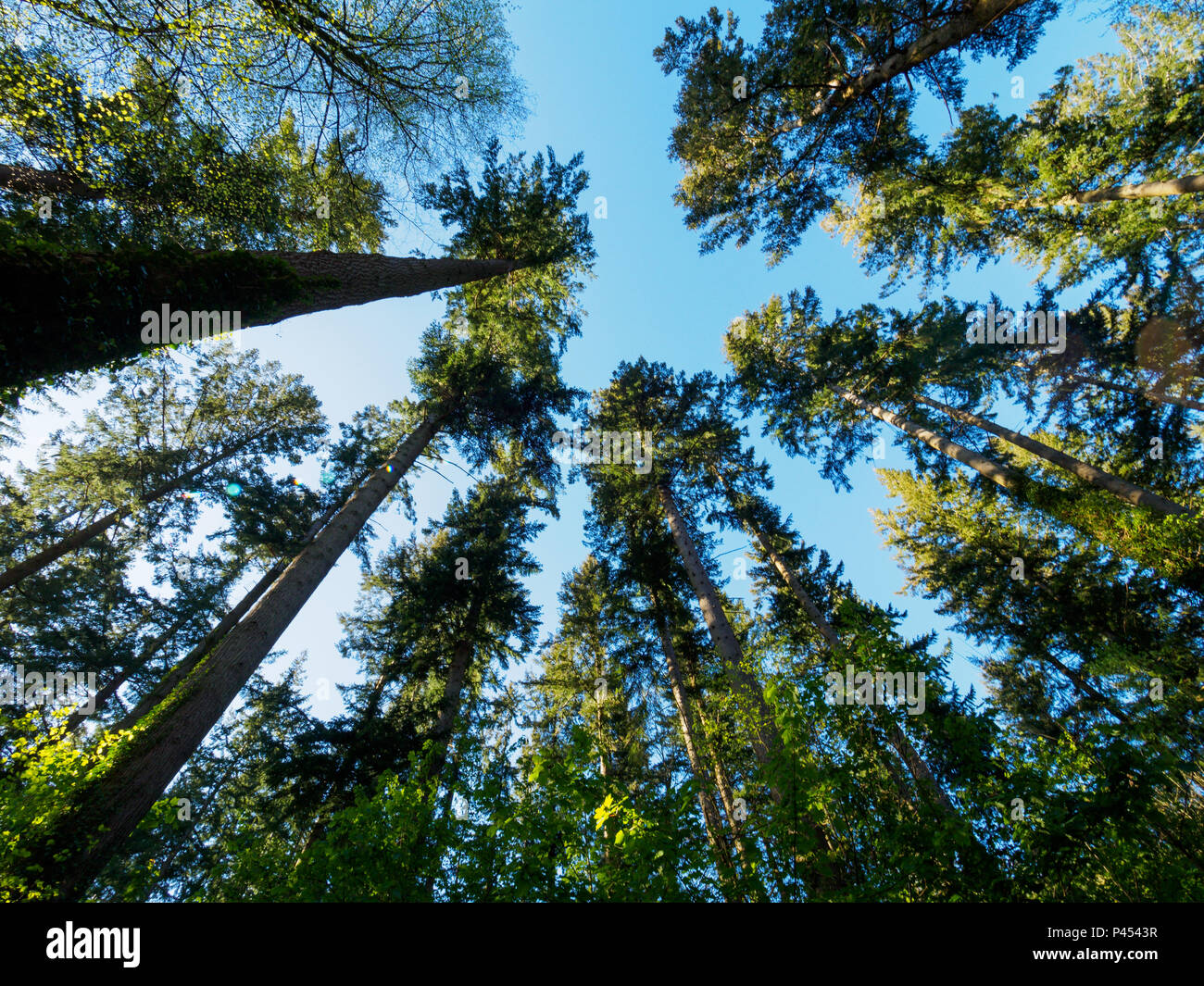 Views of trees looking up at sky Stock Photo - Alamy