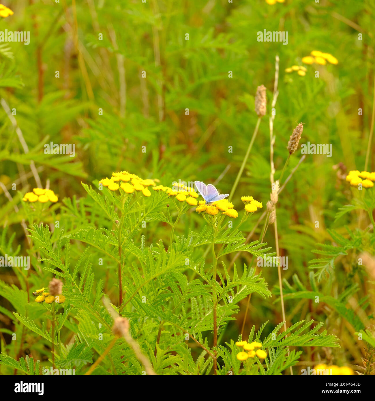 common blue butterfly Stock Photo - Alamy