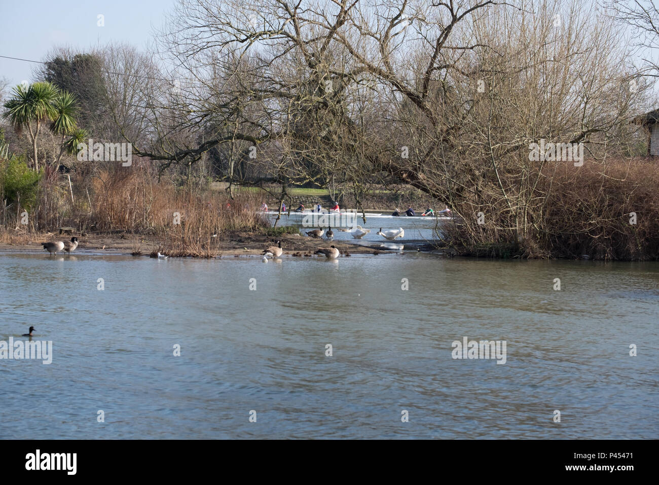 thames ditton river front river thames Stock Photo - Alamy