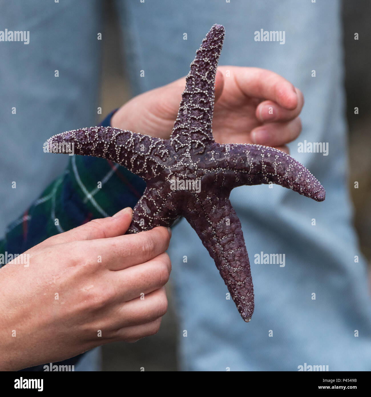 Asteroidea young hi-res stock photography and images - Alamy