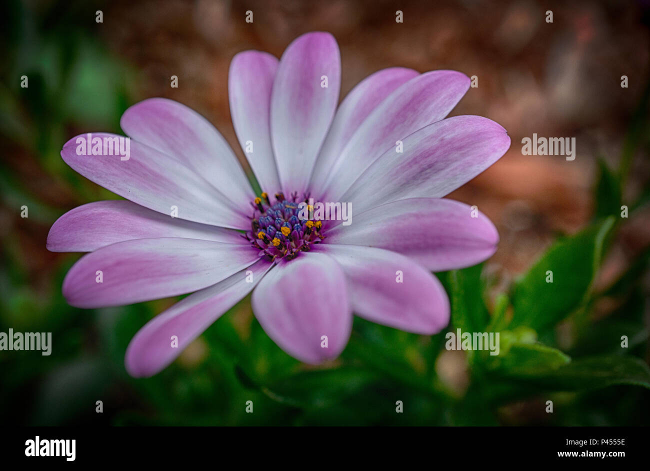 Bright african daisy hi-res stock photography and images - Alamy
