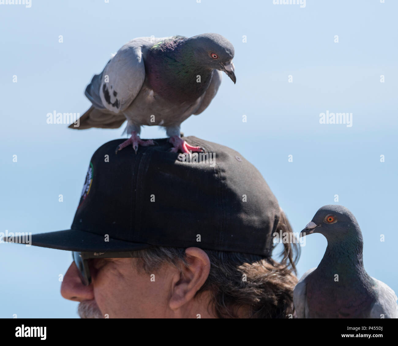 Close-up of pigeon on the head of man, Victoria, Vancouver Island ...