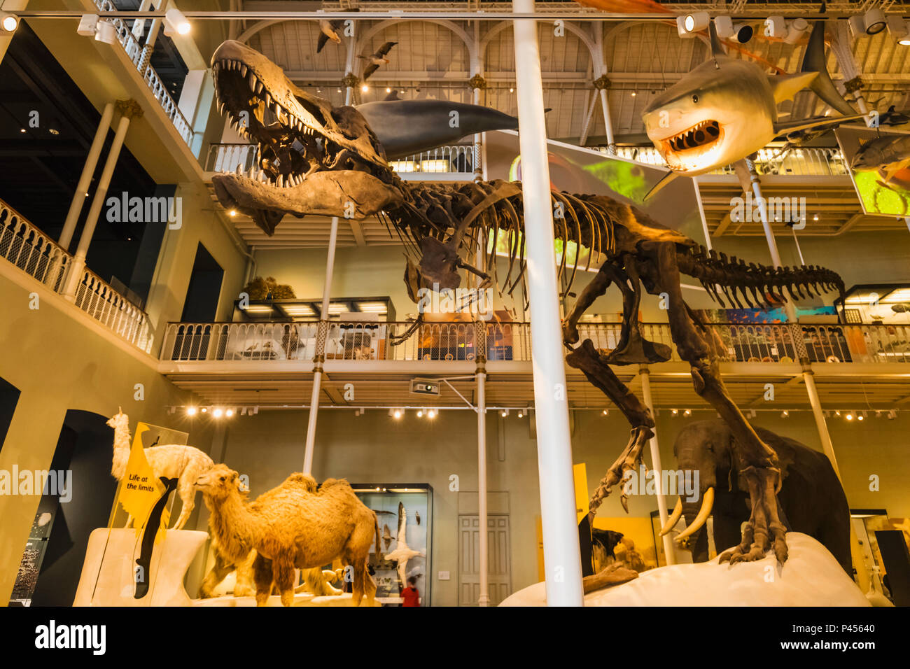 Great Britain, Scotland, Edinburgh, The National Museum of Scotland ...