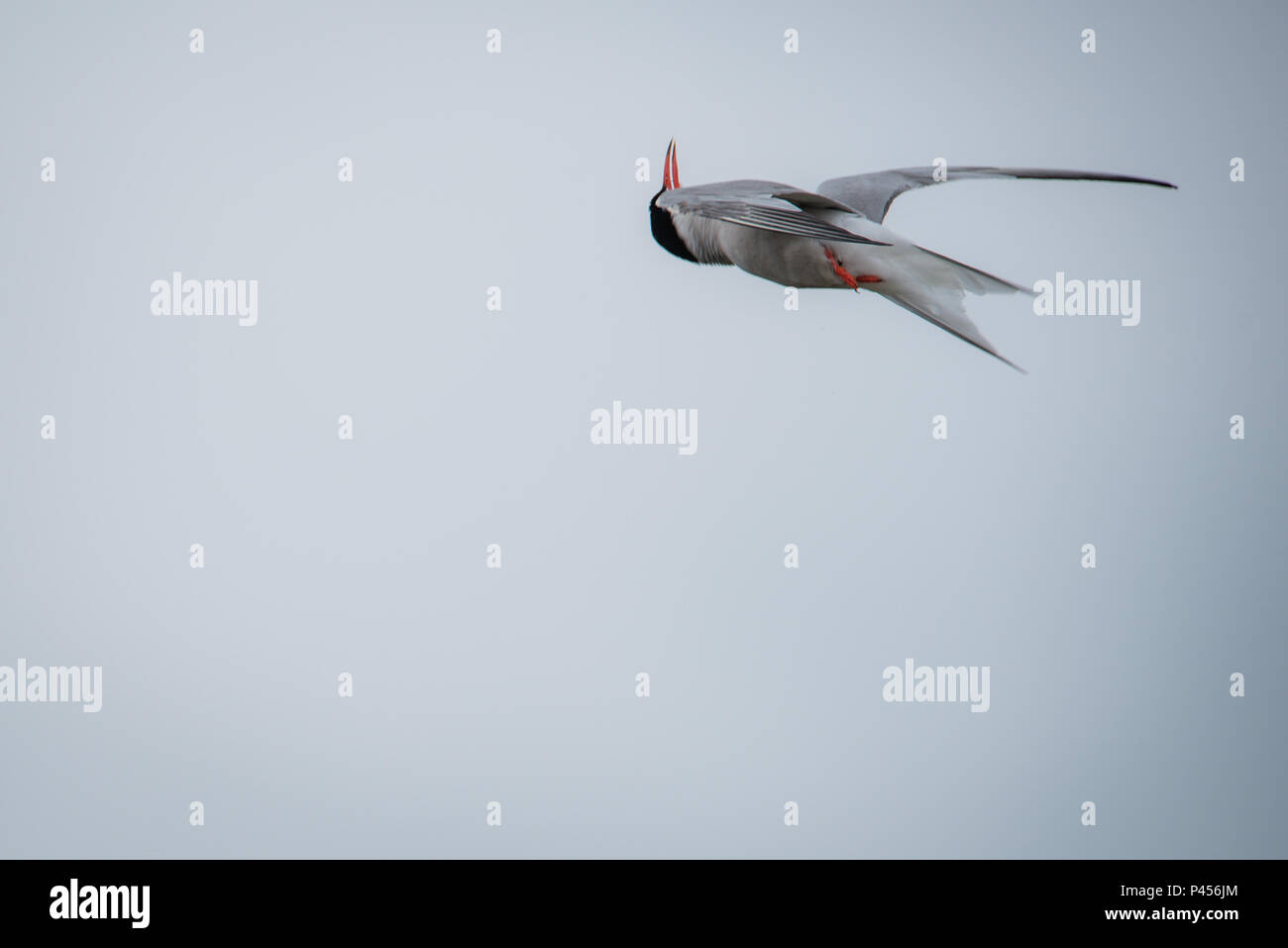 Common Tern at Pitsford Nature Reserve Stock Photo - Alamy