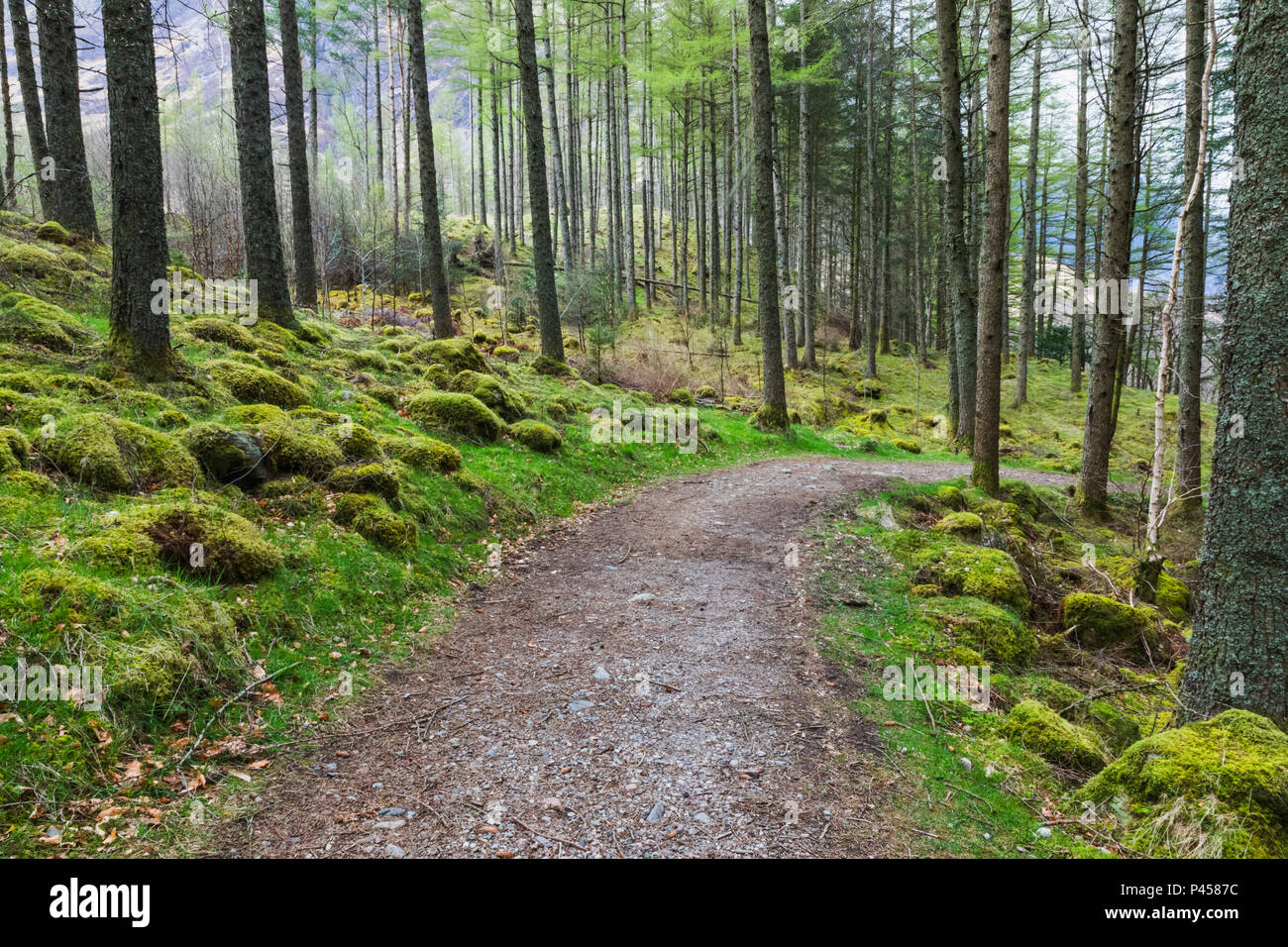 Great Britain, Scotland, Scottish Highlands, Woods and Path near ...