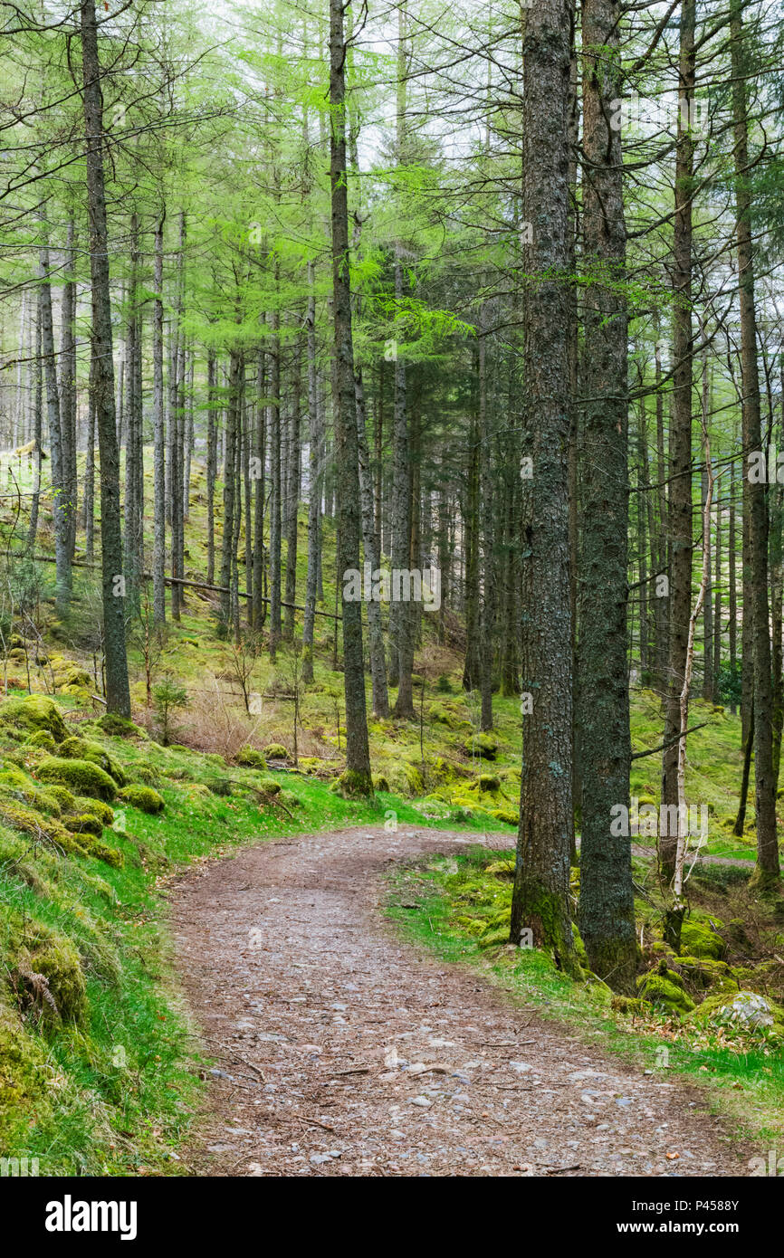 Great Britain, Scotland, Scottish Highlands, Woods and Empty Path near ...
