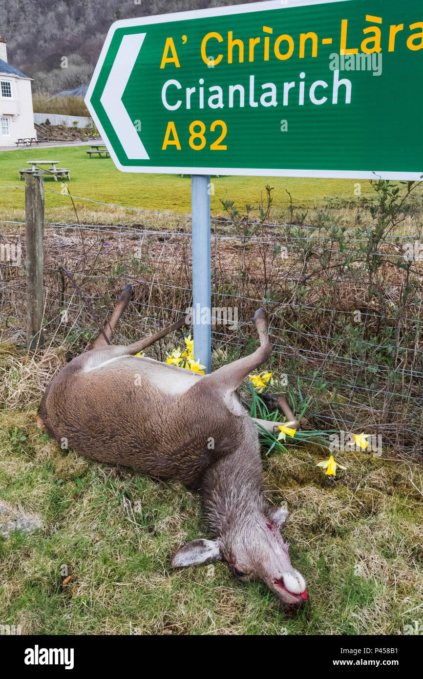 Great Britain, Scotland, Scottish Highlands, Dead Deer and Road Sign ...
