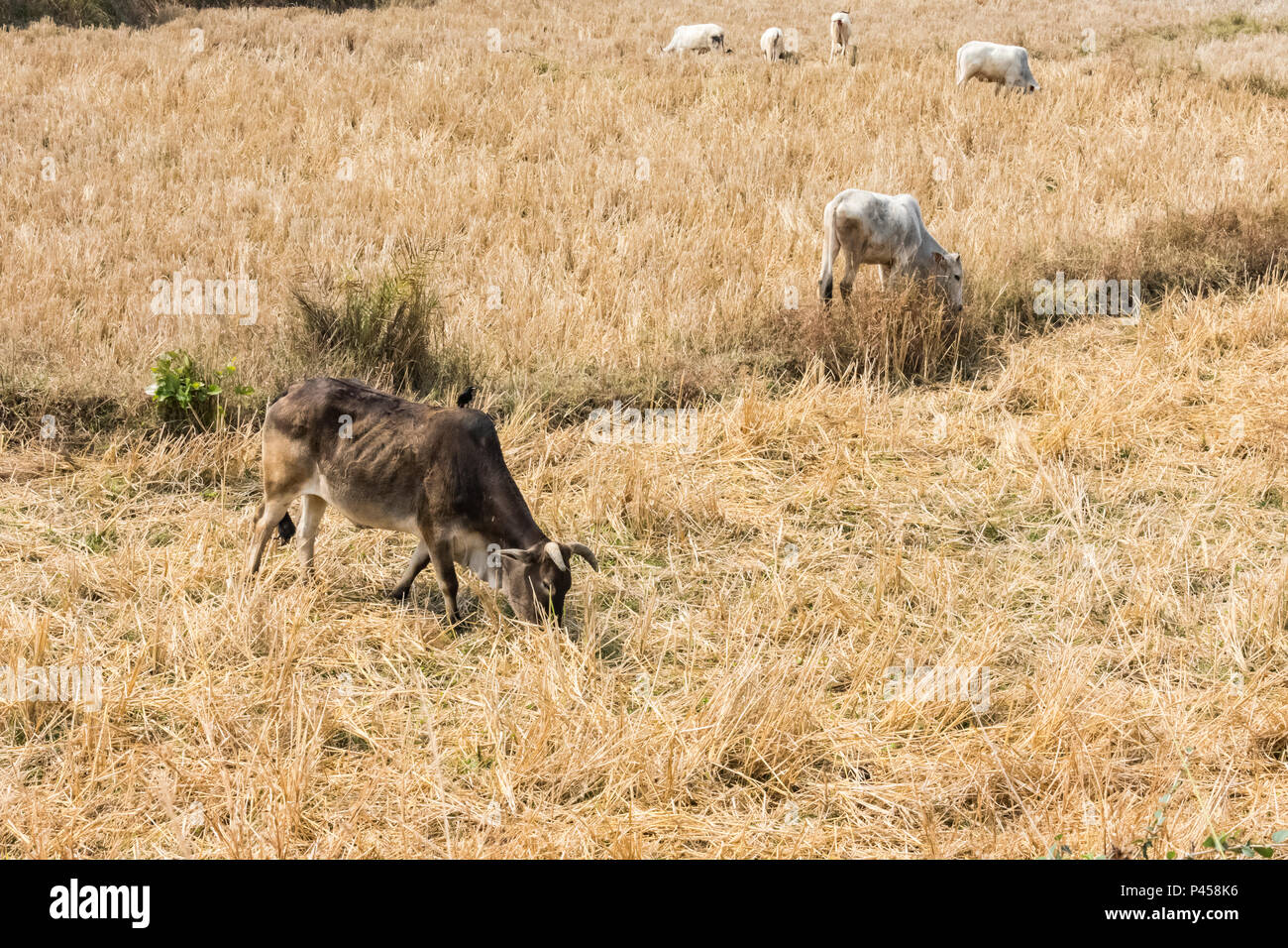A group of bull & cow grazing paddy straw on paddy field after ...