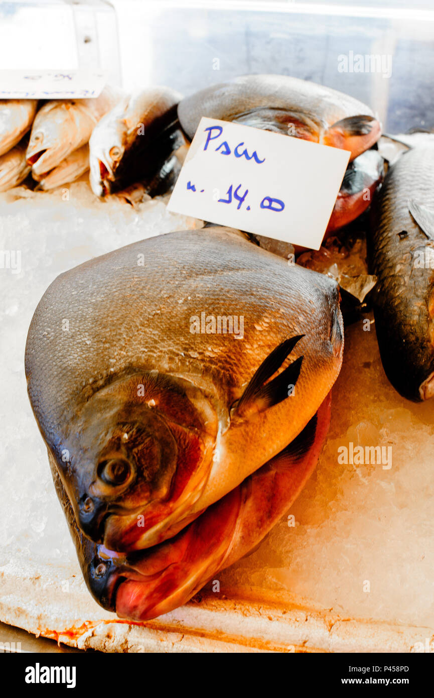 Pacu durante Pesca. SÃƒO PAULO/SP, Brasil 24/09/2013. (Foto: David ...