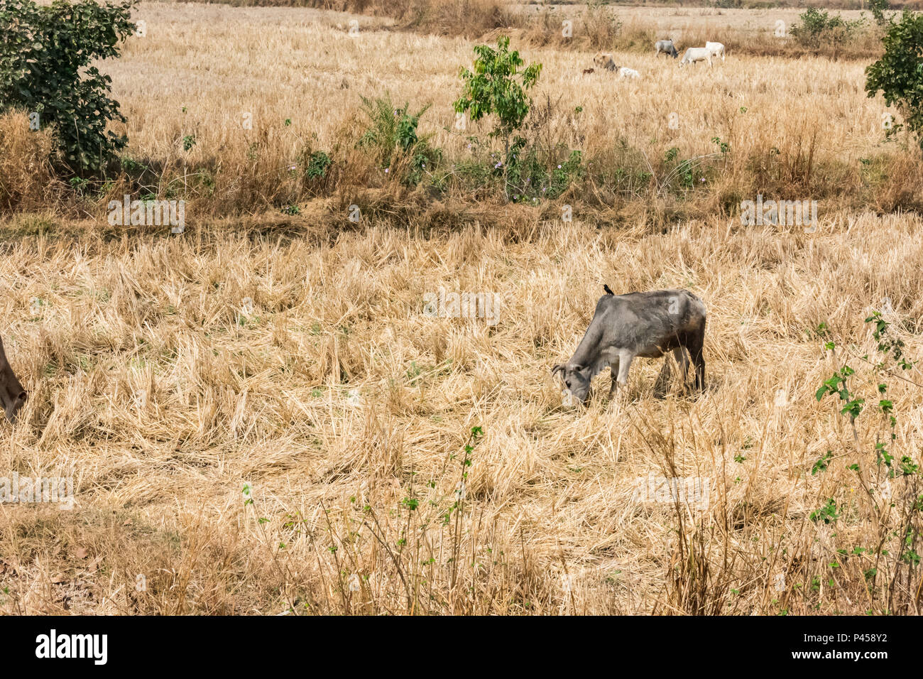 A group of bull & cow grazing paddy straw on paddy field after ...