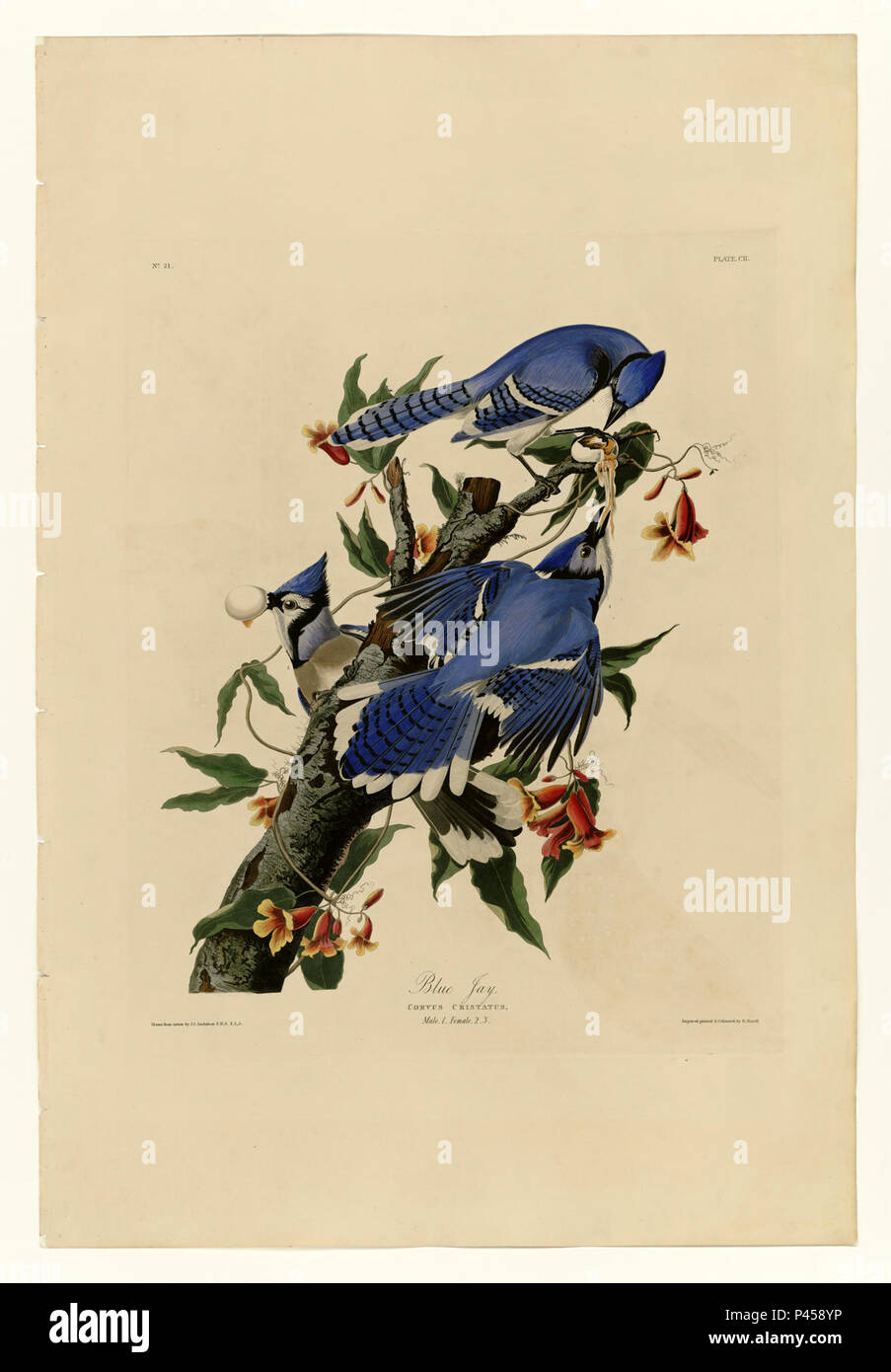 Blue jay art photo hi-res stock photography and images - Alamy