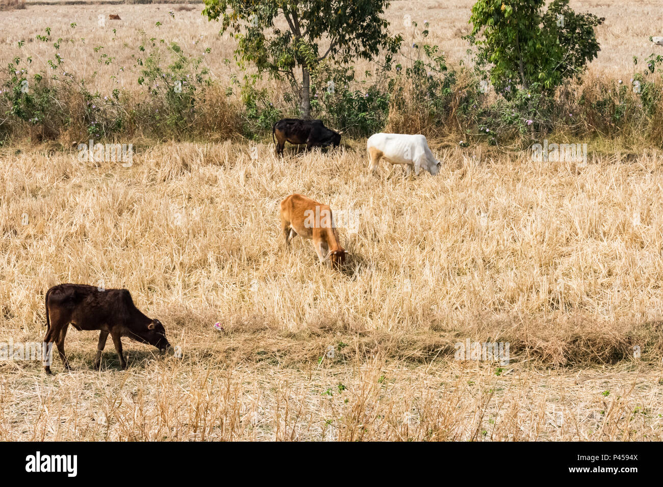 A group of bull & cow grazing paddy straw on paddy field after ...