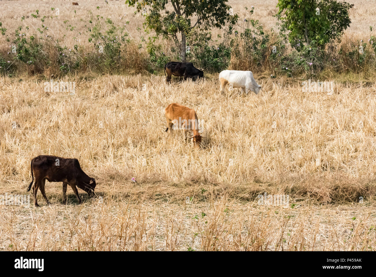Paddy field cow hi-res stock photography and images - Alamy