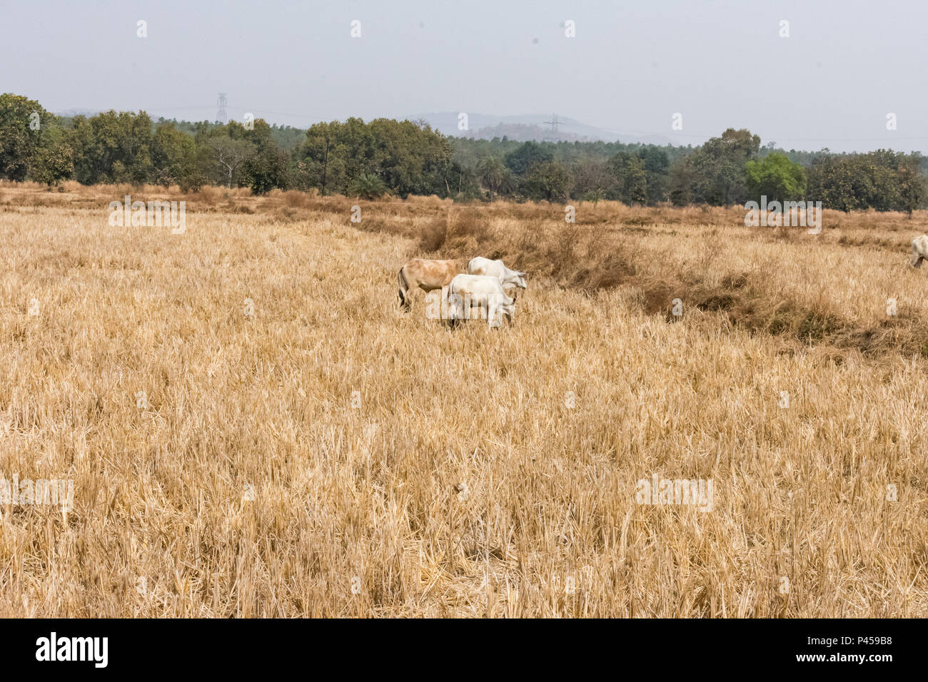 A group of bull & cow grazing paddy straw on paddy field after ...