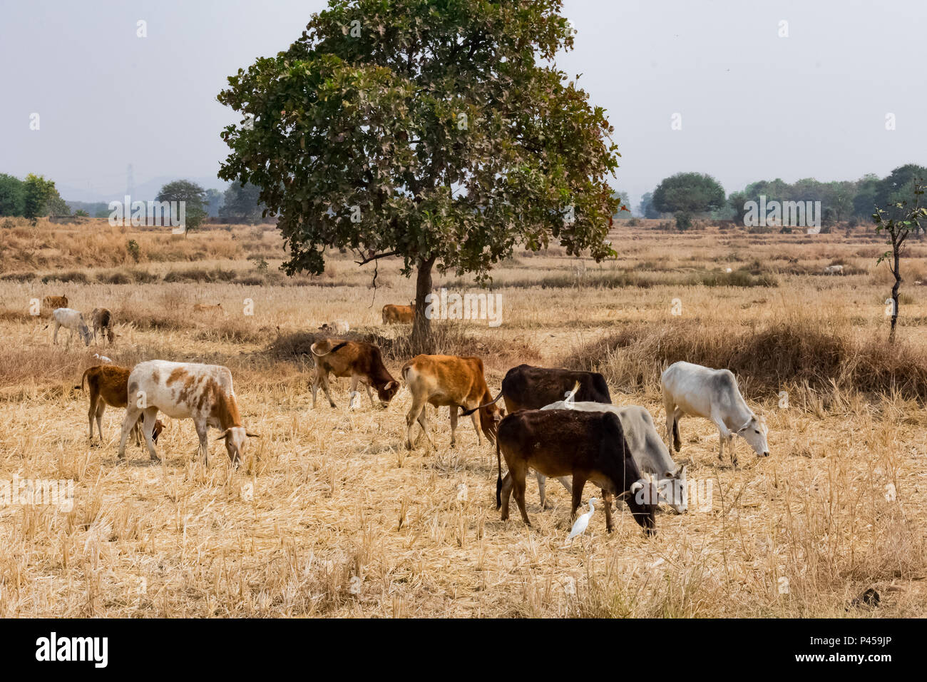 A group of bull & cow grazing paddy straw on paddy field after ...