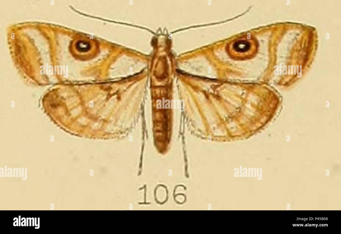 Megalopa hi-res stock photography and images - Alamy