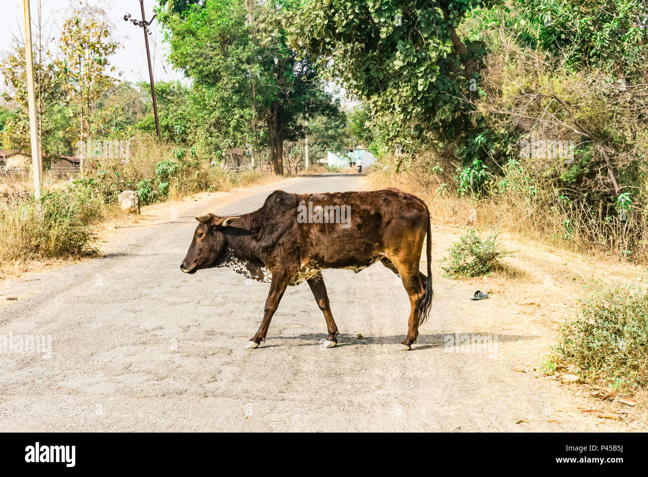 Herd cattle cross road in hi-res stock photography and images - Alamy