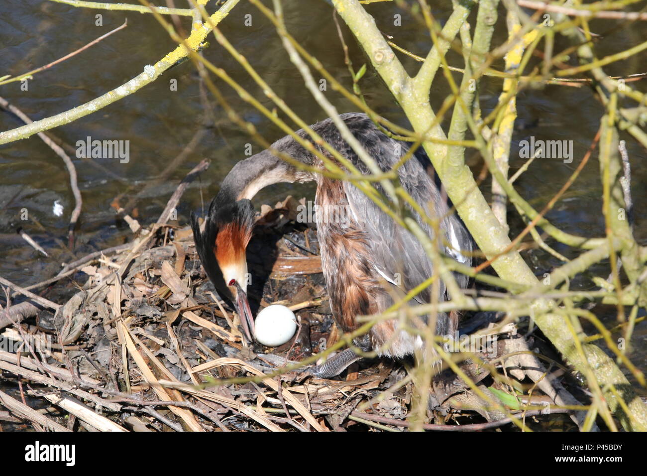 Crested grebe egg hi-res stock photography and images - Alamy