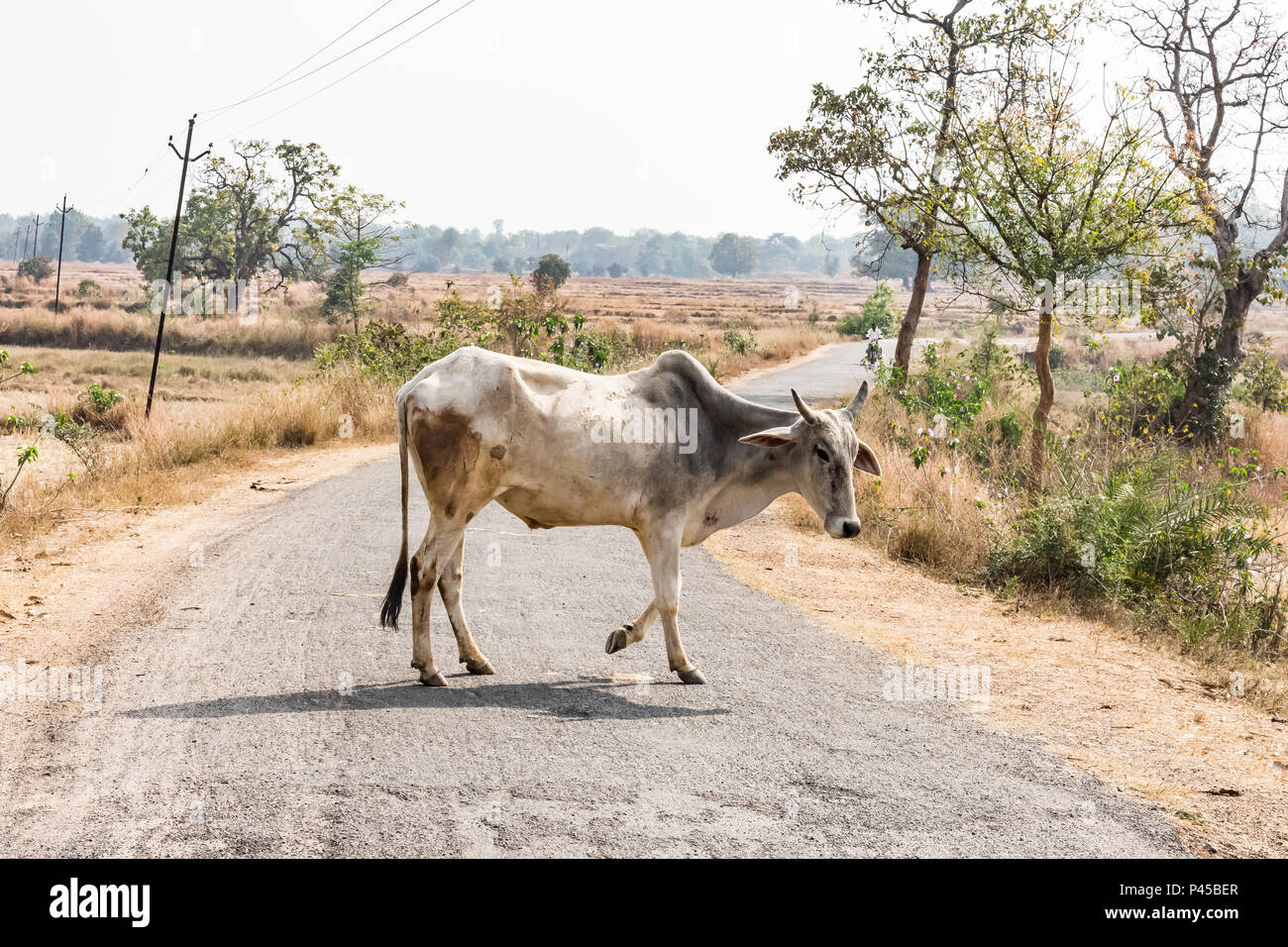 Herd cattle cross road in hi-res stock photography and images - Alamy