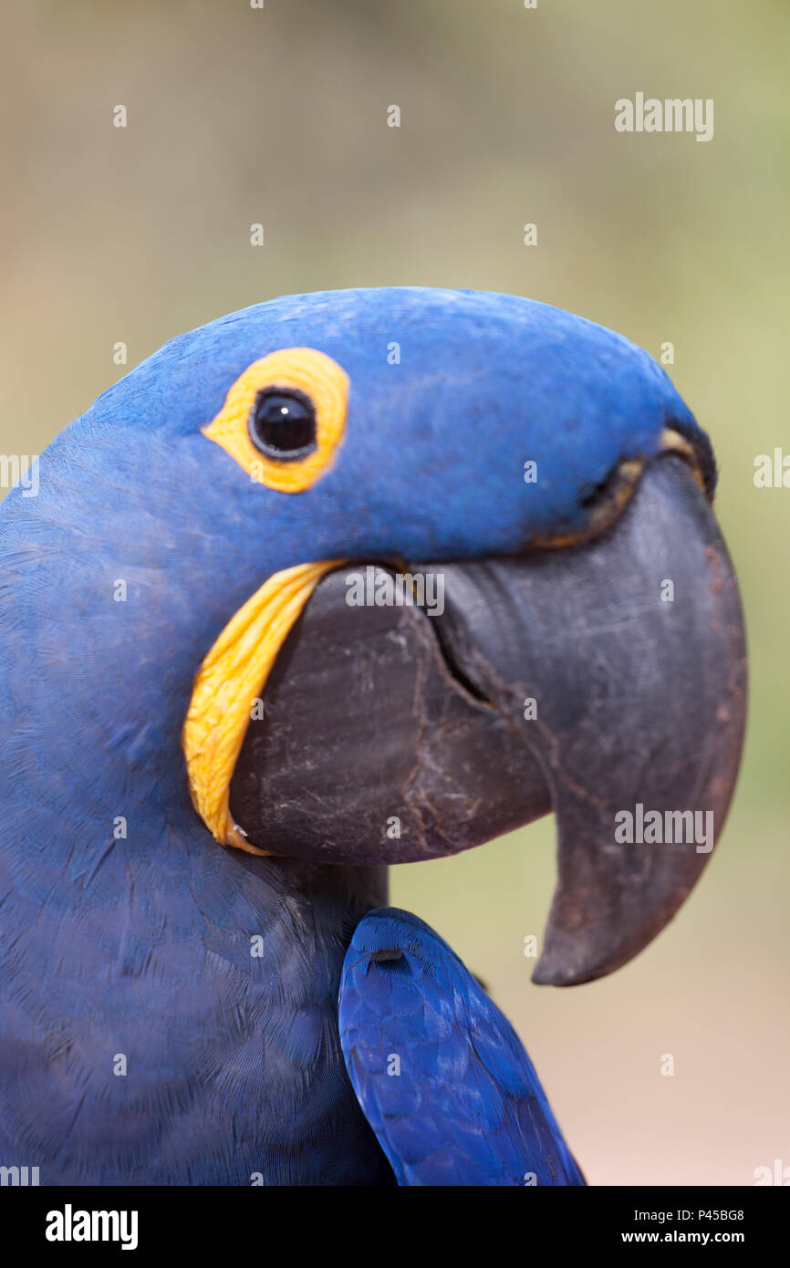 Arara azul. SantarÃ©m/PS Data:01/01/2000 Foto: Tales Azzi/Fotoarena ...