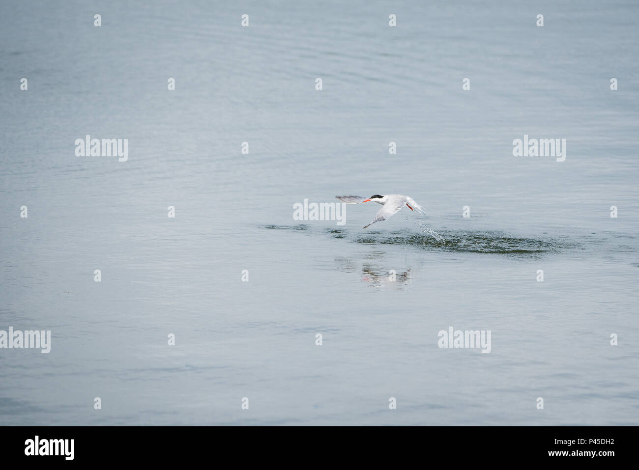 Common Tern at Pitsford Nature Reserve Stock Photo - Alamy