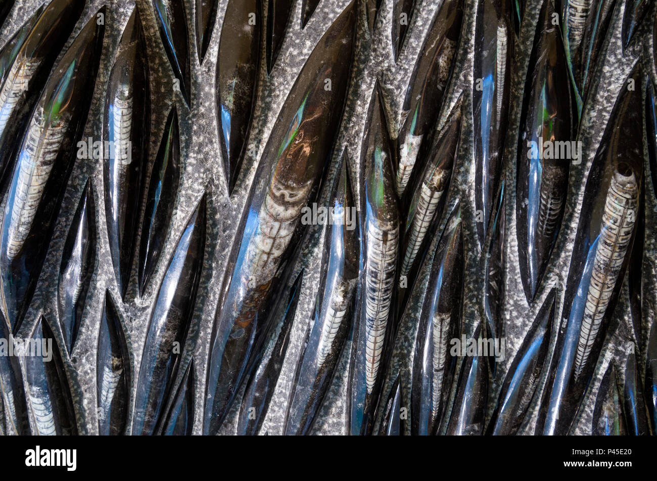 Fossil Cephalopod is a carnivorous mollusk (order: Orthocerida) from ...